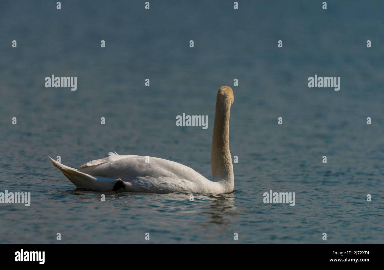 Nice color swan on spring water lake near Ostrava big city Stock Photo ...
