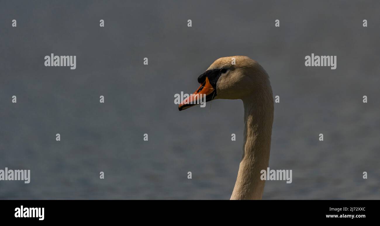 Nice color swan on spring water lake near Ostrava big city Stock Photo ...