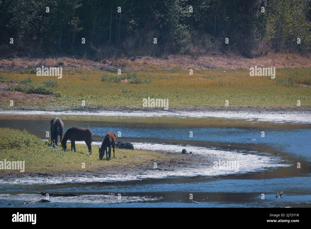 Wild horses on La Chua Trail at Paynes Prairie Preserve State Park in ...
