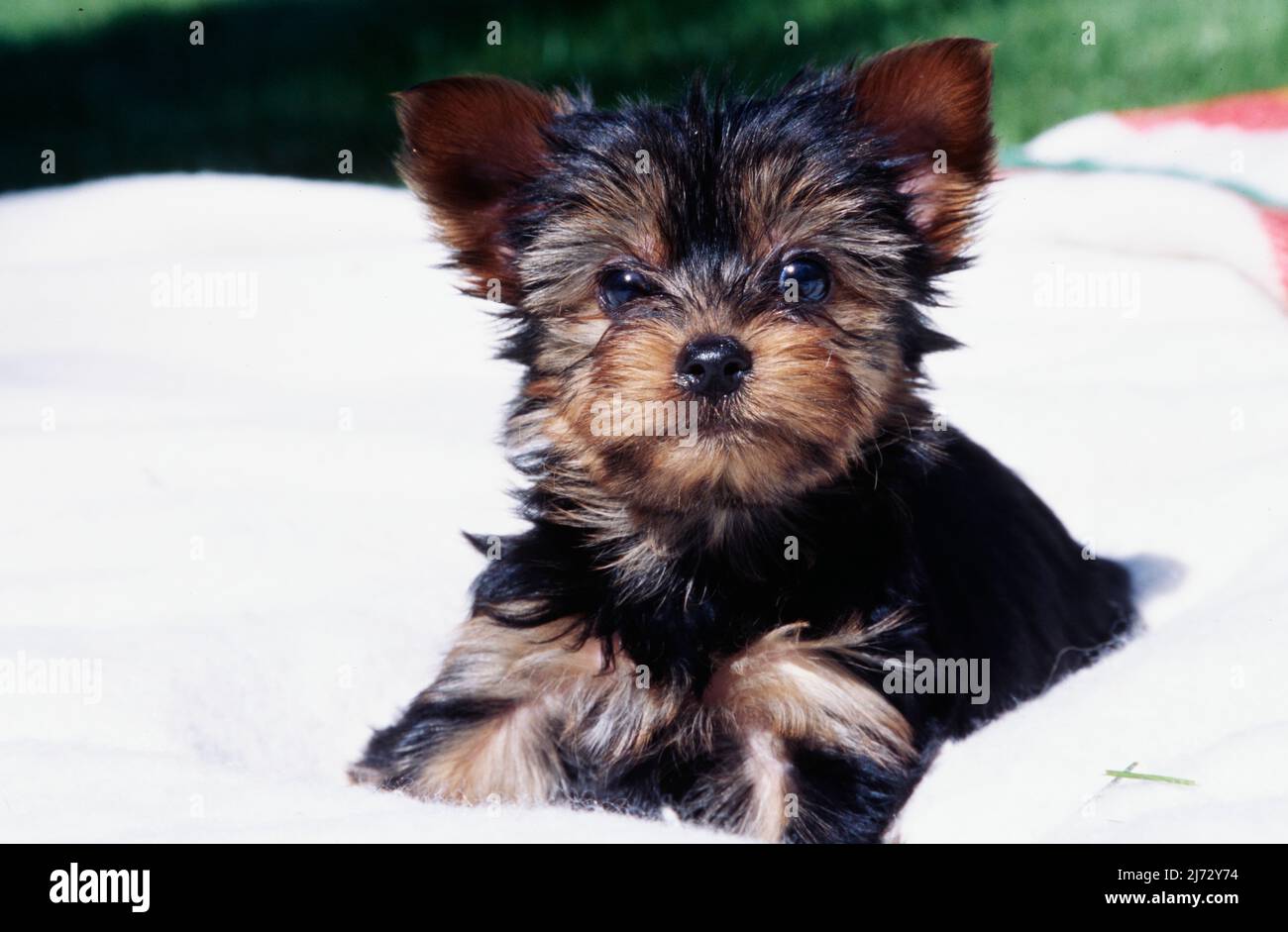 Yorkie on blanket Stock Photo - Alamy