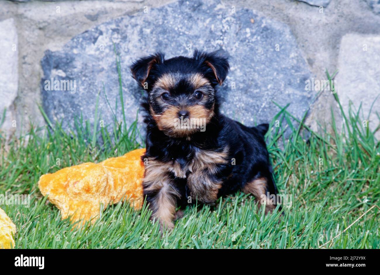 Yorkie puppy in grass Stock Photo - Alamy