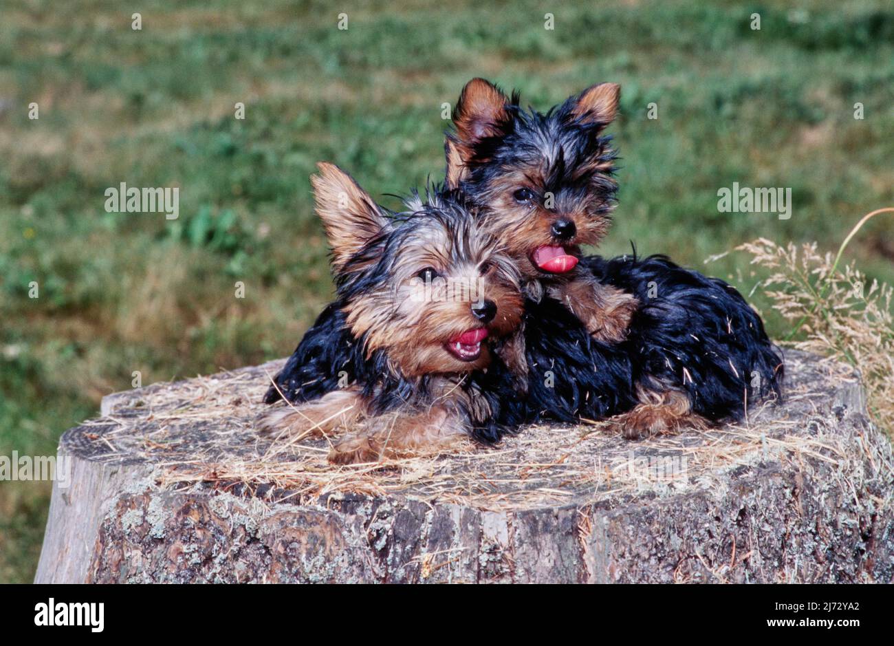 Yorkie puppies on stump Stock Photo - Alamy