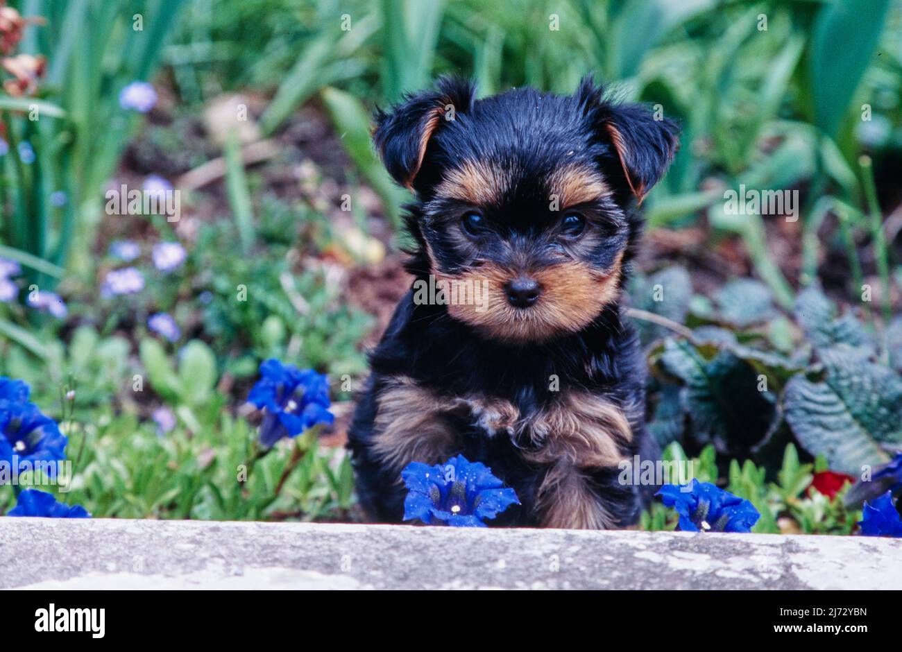 Yorkie puppy in grass Stock Photo - Alamy