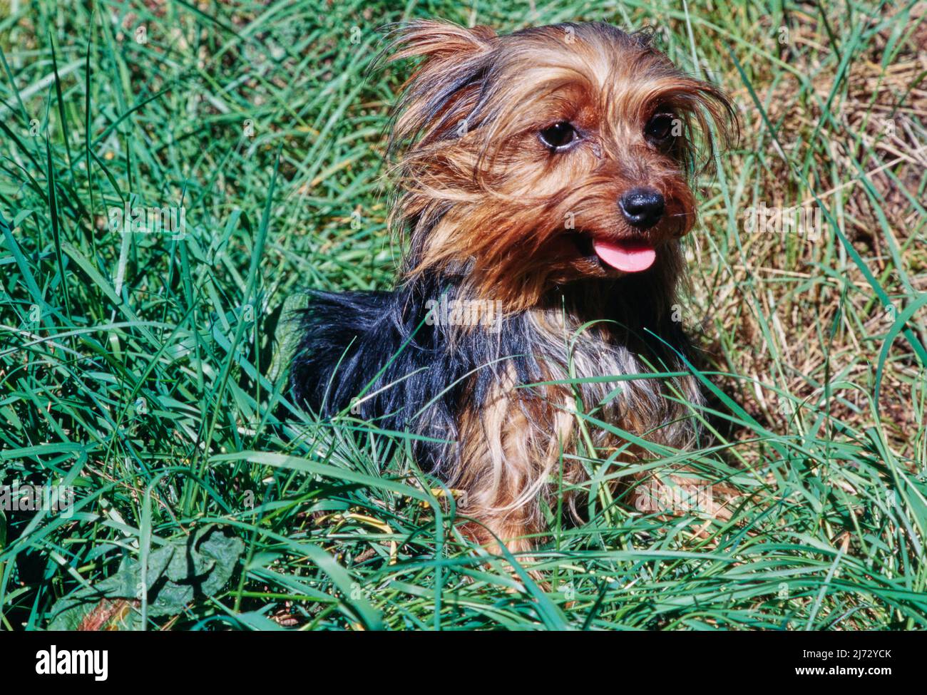 Yorkie puppy in yard Stock Photo - Alamy