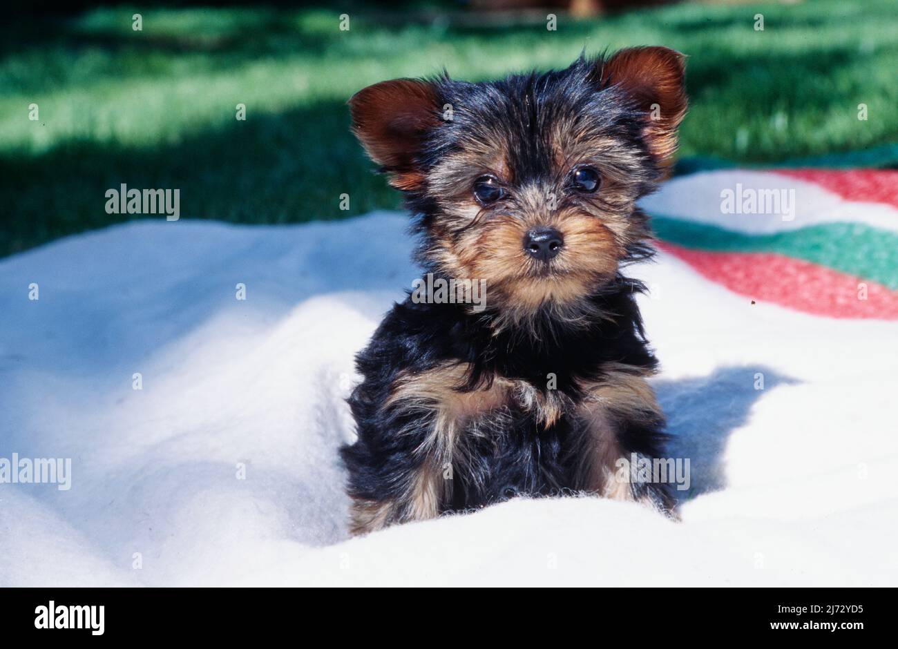 Yorkie on blanket Stock Photo - Alamy