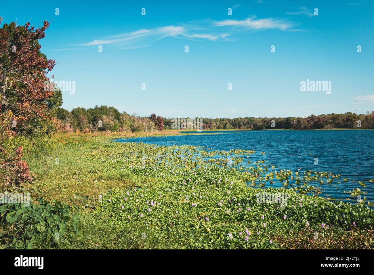 Fall at Lake Lotus Park a local nature park in Altamonte Springs ...