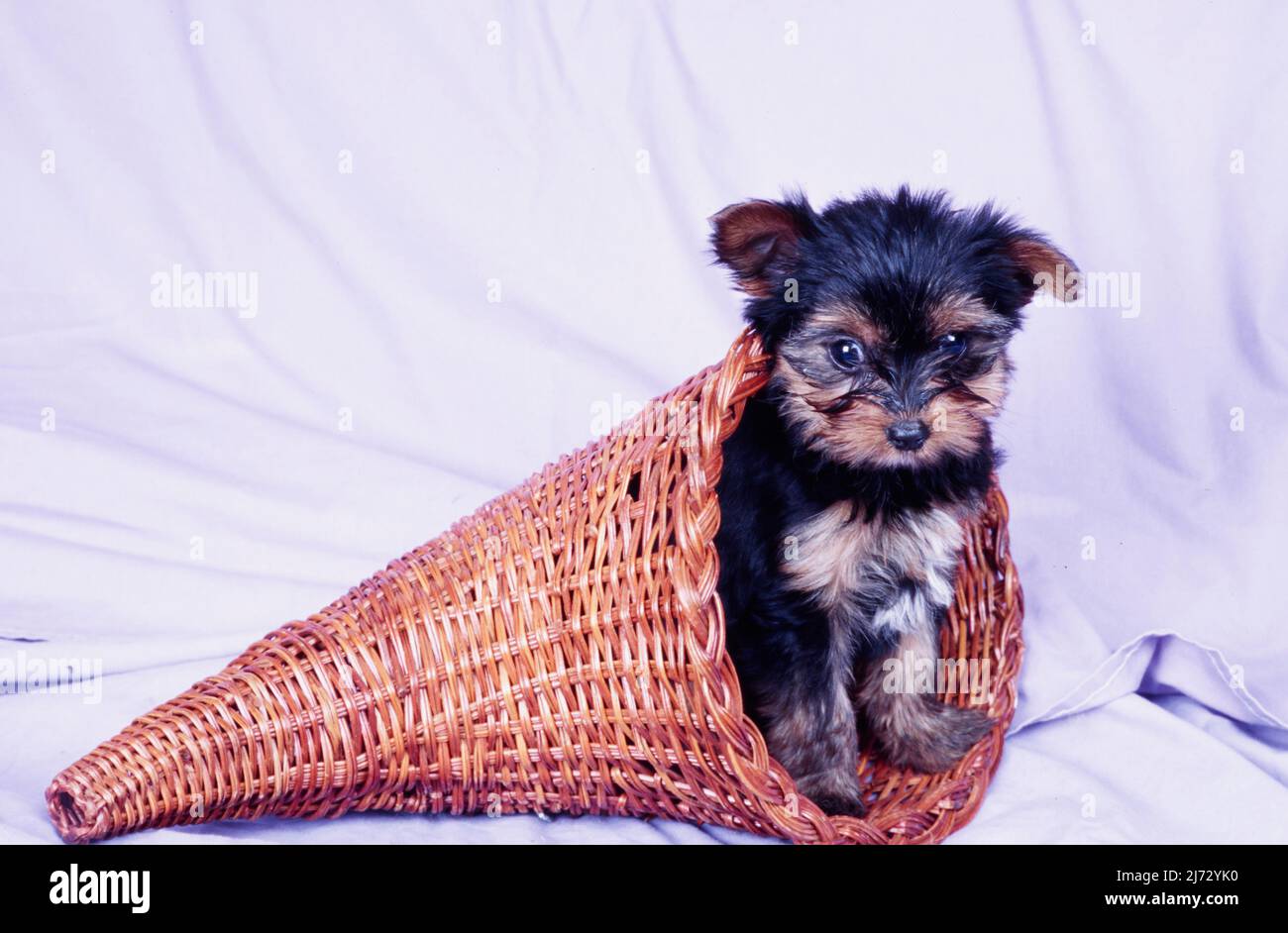 Yorkie puppy in cornucopia Stock Photo - Alamy