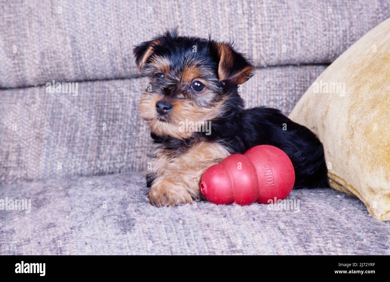 Toy yorkie hi-res stock photography and images - Alamy