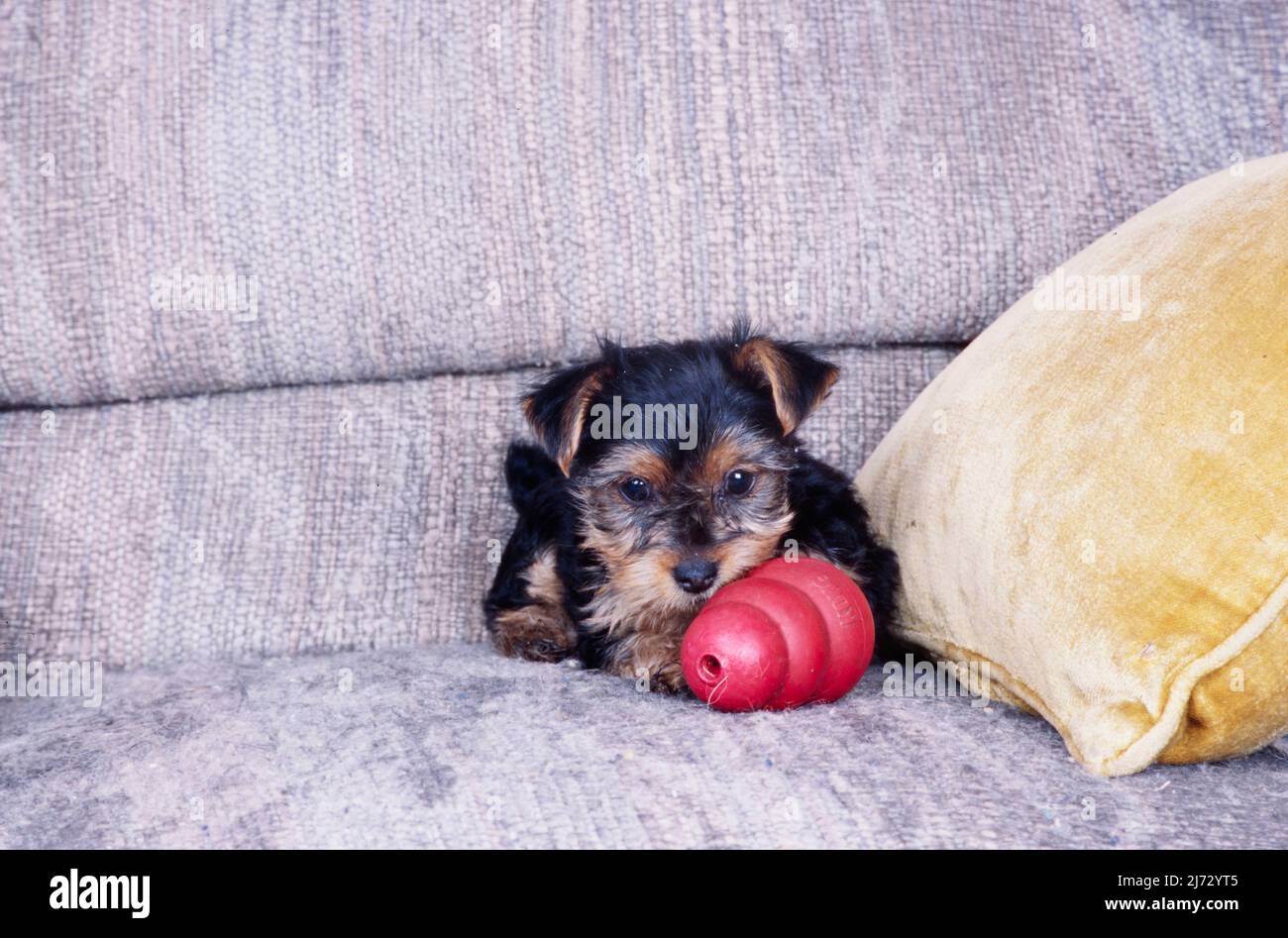 Yorkie breed hi-res stock photography and images - Alamy