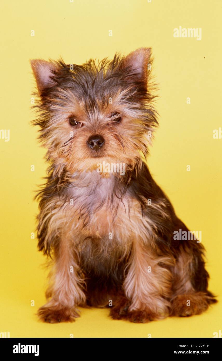 Yorkie puppy on yellow background Stock Photo - Alamy