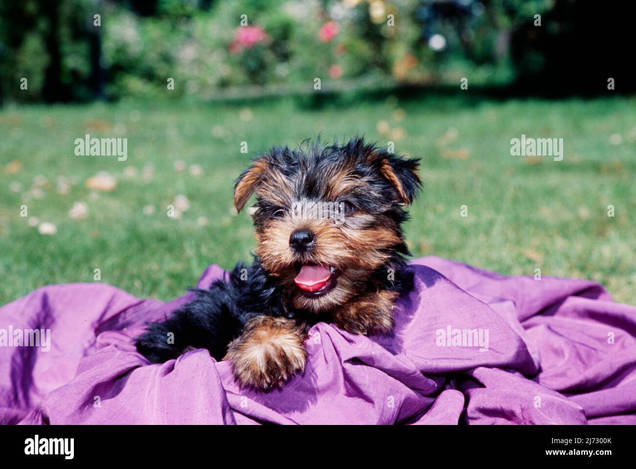 Yorkie puppy on purple blanket Stock Photo - Alamy