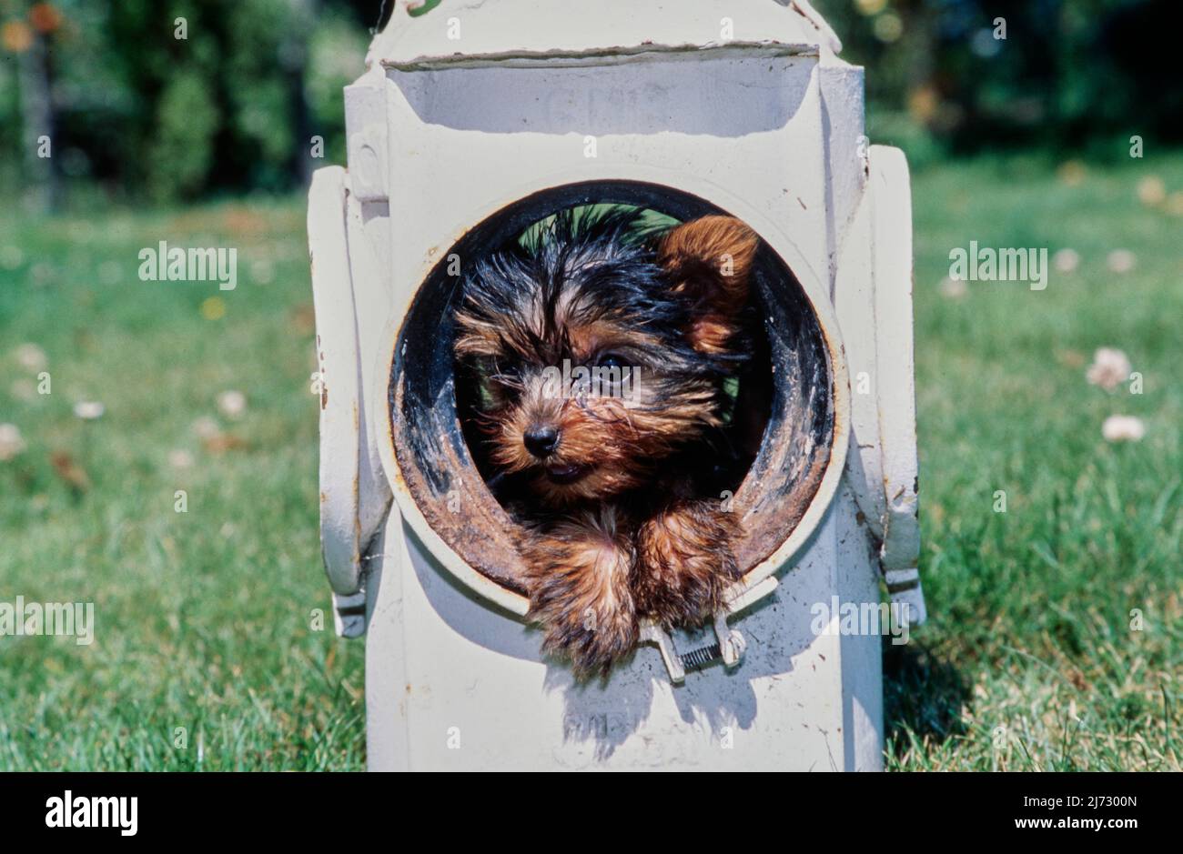 Yorkie puppy in fire hydrant Stock Photo - Alamy