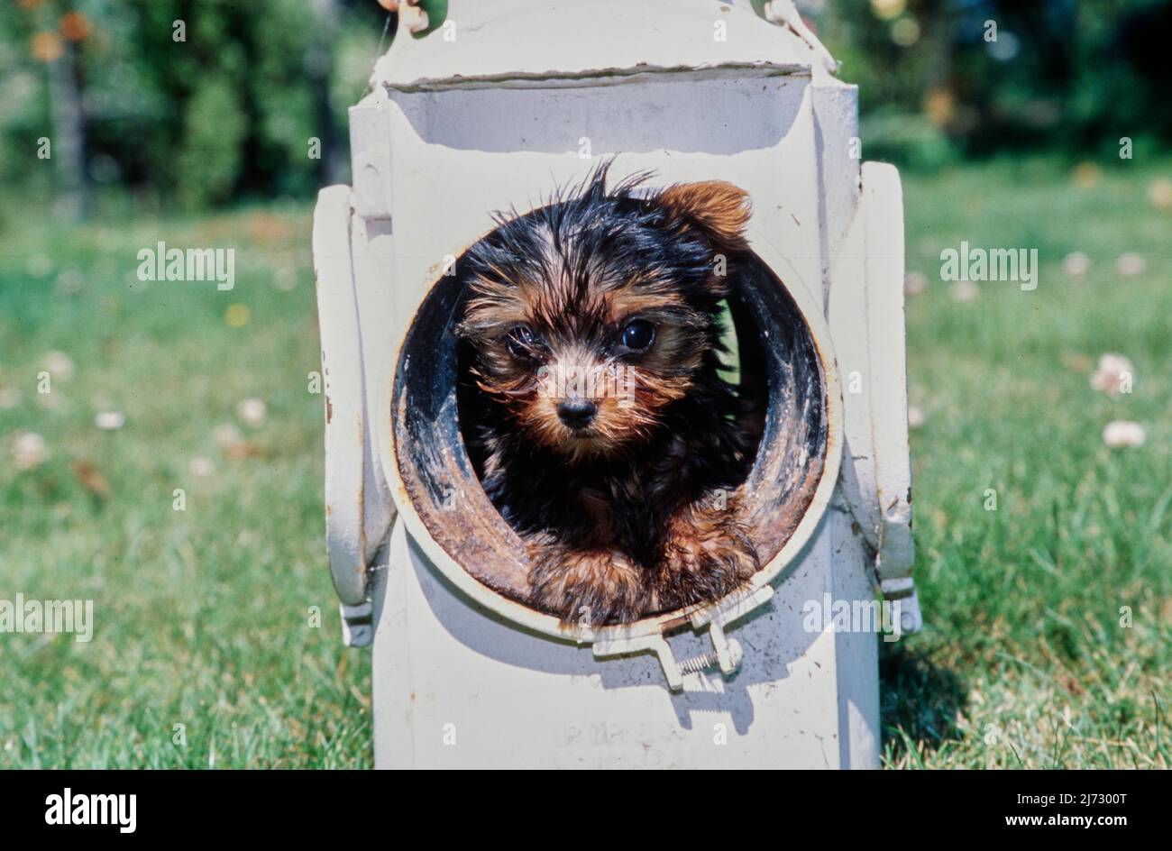 Yorkie puppy in fire hydrant Stock Photo - Alamy