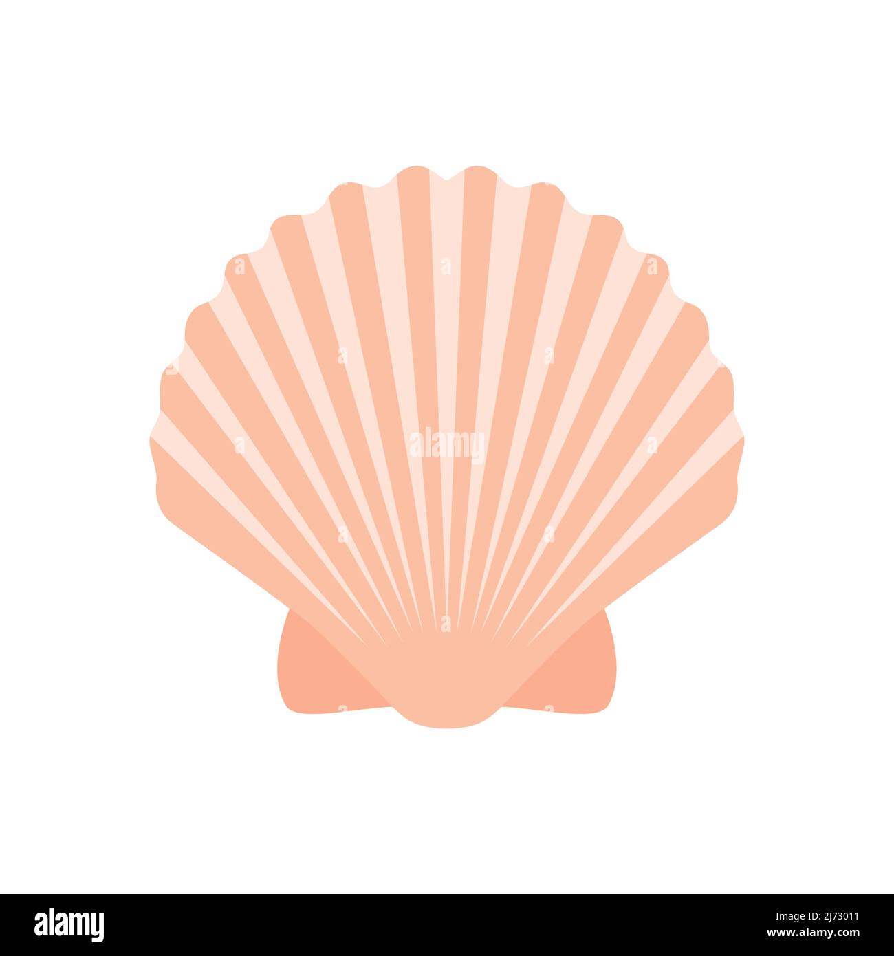 sea shell isolated on white background vector Stock Vector Image & Art ...