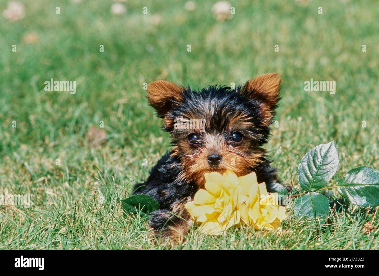 Yorkie puppy in grass with flower Stock Photo - Alamy