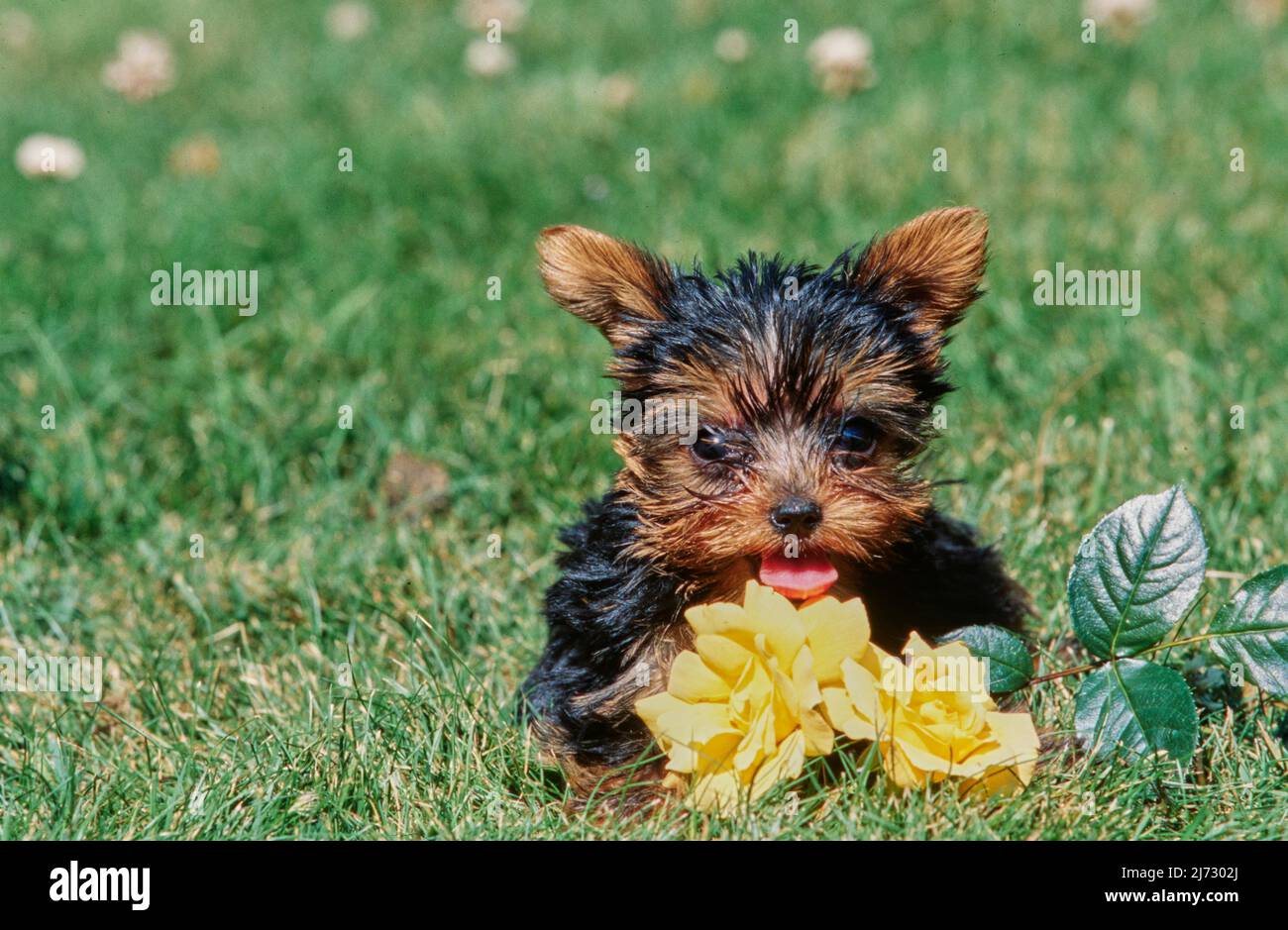 Yorkie puppy in grass with flower Stock Photo - Alamy