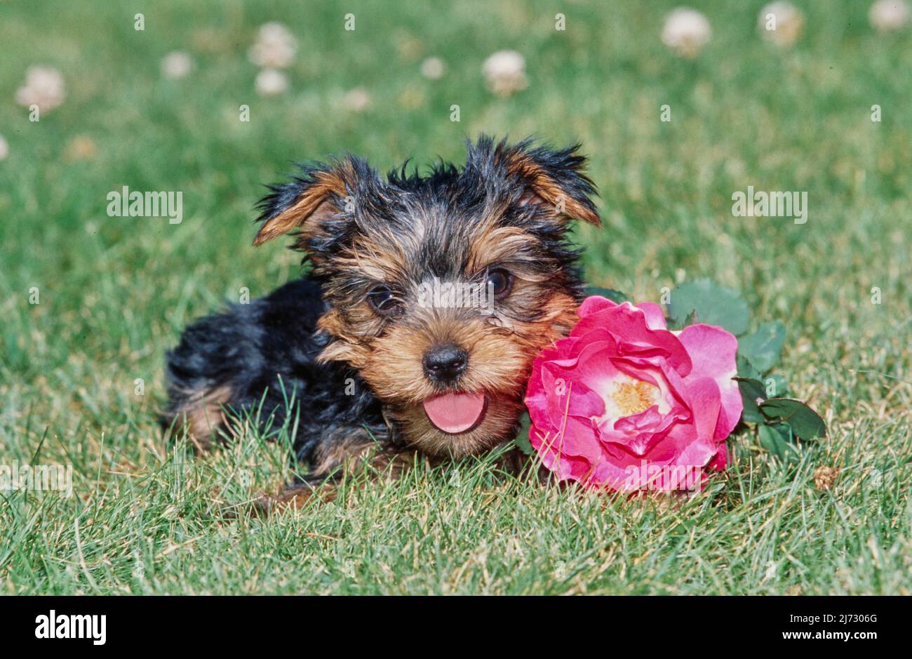 Adorable puppy flower hi-res stock photography and images - Alamy