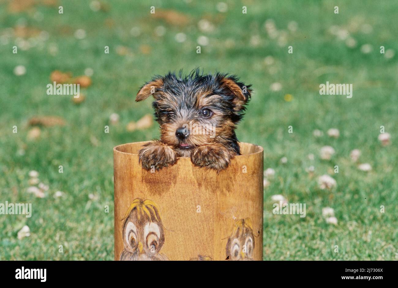 Yorkie puppy in cup Stock Photo - Alamy