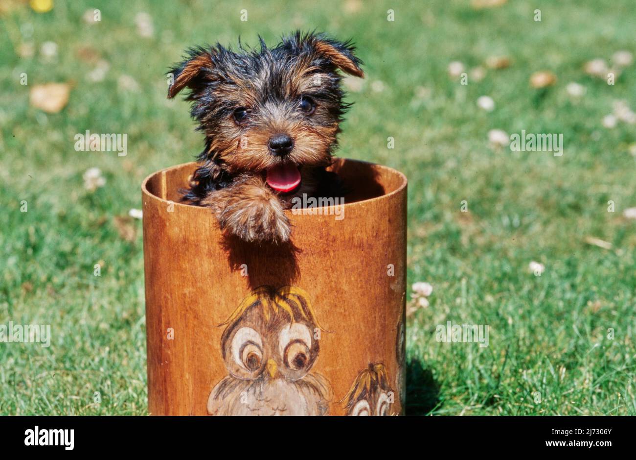 Silverback Yorkshire Terrier