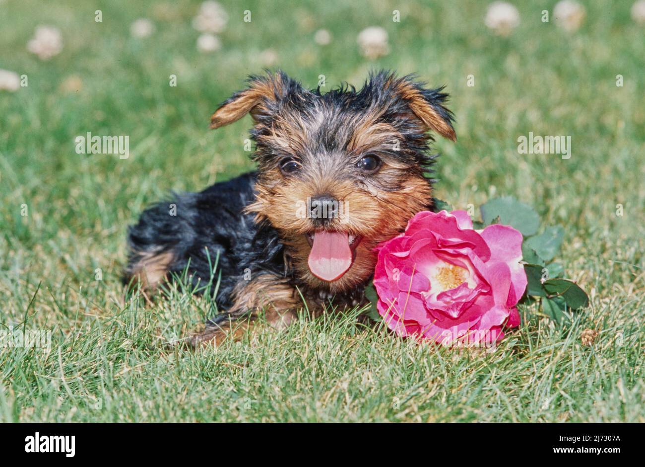 Yorkie puppy in grass with flower Stock Photo - Alamy