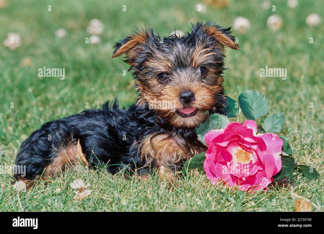 Adorable puppy flower hi-res stock photography and images - Alamy