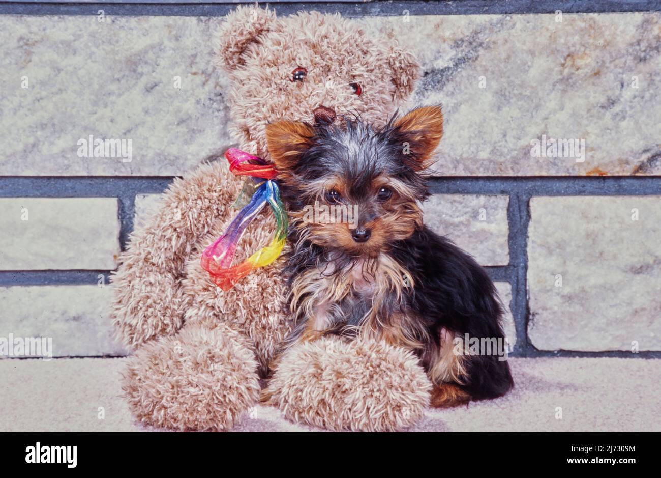 Yorkie puppy with stuffed animal Stock Photo - Alamy