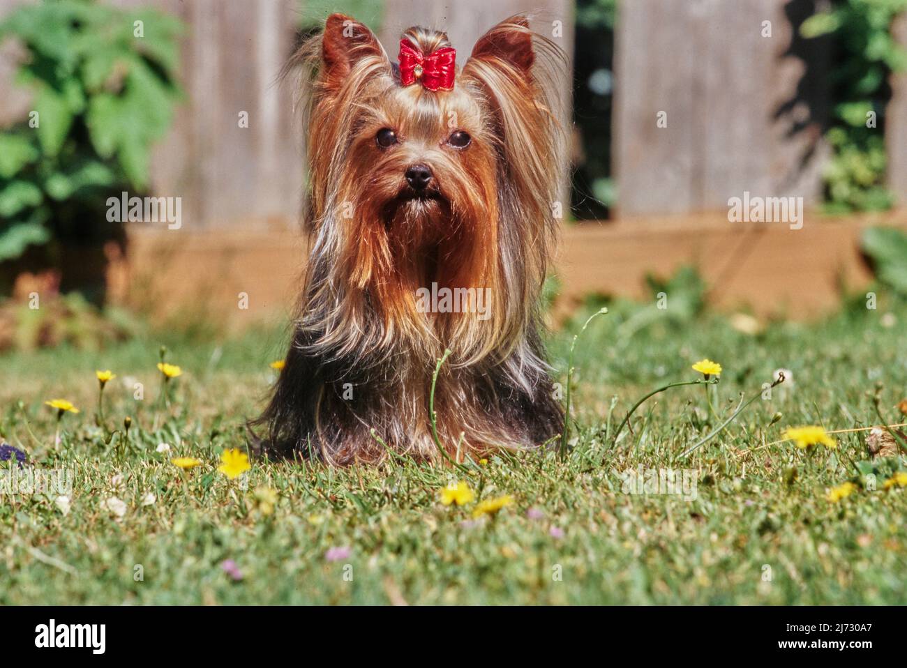 Long hair Yorkie with bow Stock Photo - Alamy