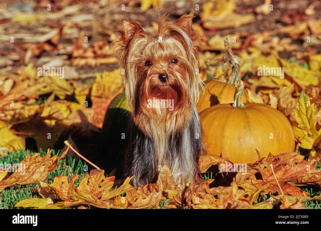 Yorkie in leaves with pumpkin Stock Photo - Alamy