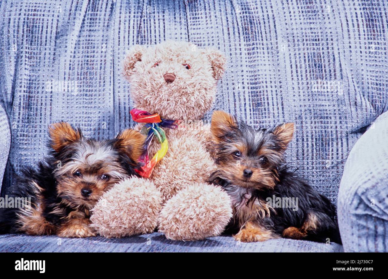 Yorkie puppies with stuffed animal Stock Photo - Alamy