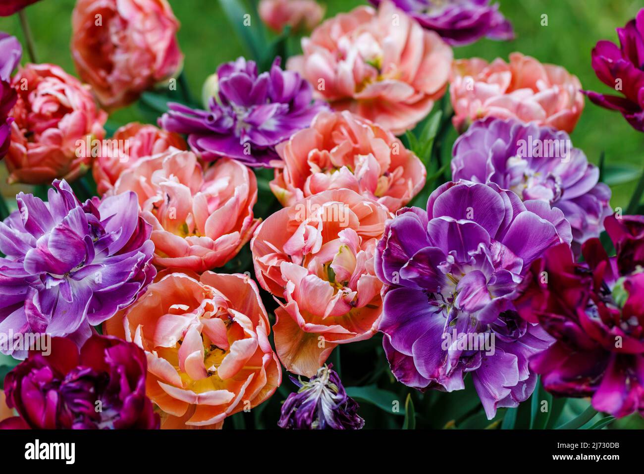 Copper Image and Blue Diamond late double peony tulips with multi ...