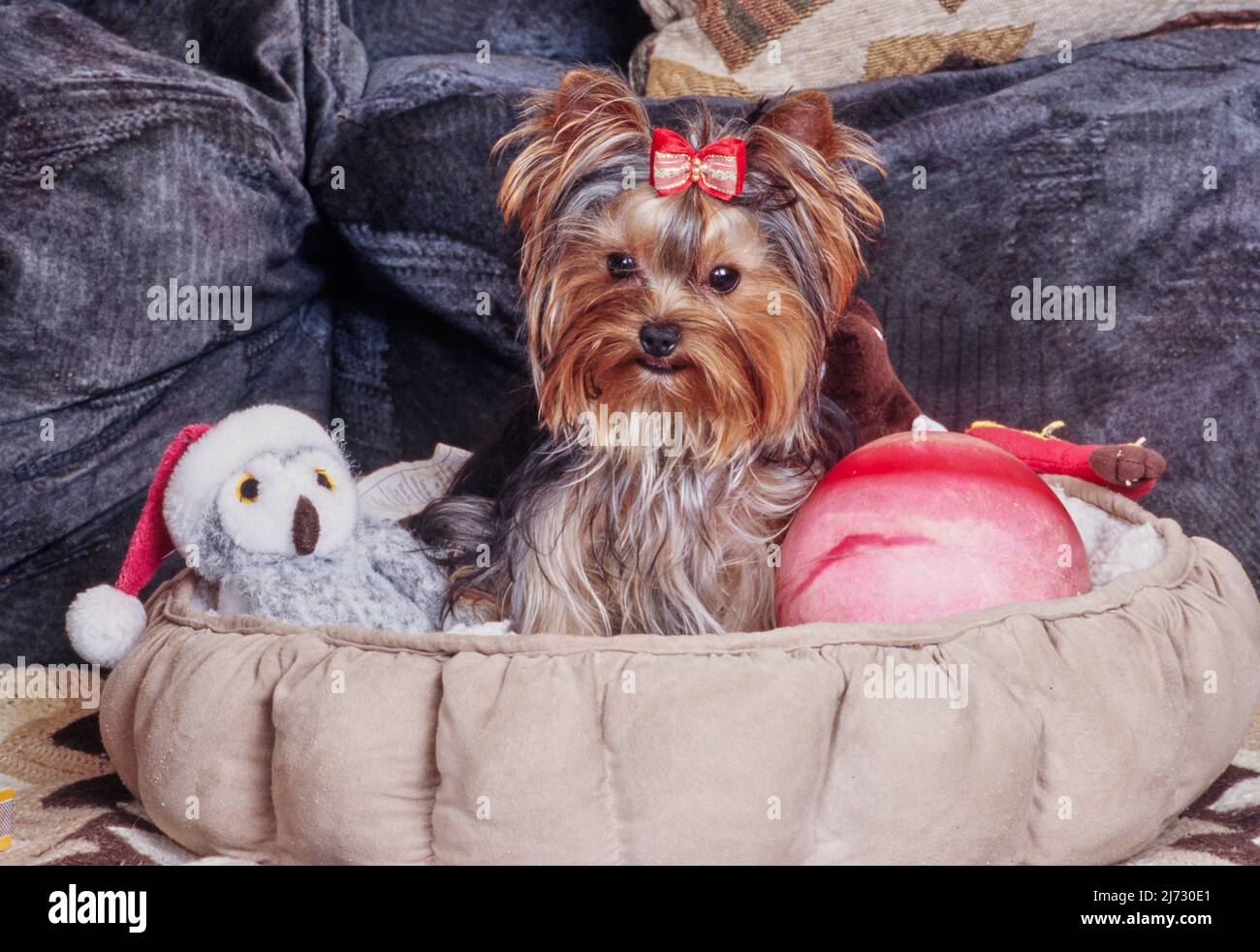 Yorkie in bed with stuffed animal Stock Photo - Alamy