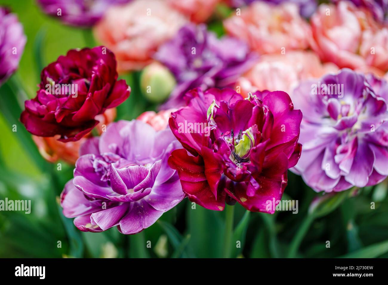 Antraciet (purple, cerise), Copper Image (coral) and Blue Diamond ...