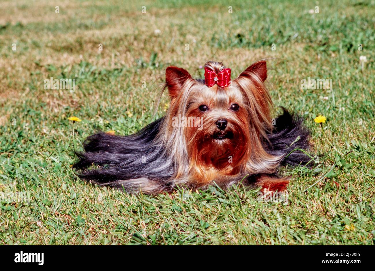 Yorkie long hair hi-res stock photography and images - Alamy
