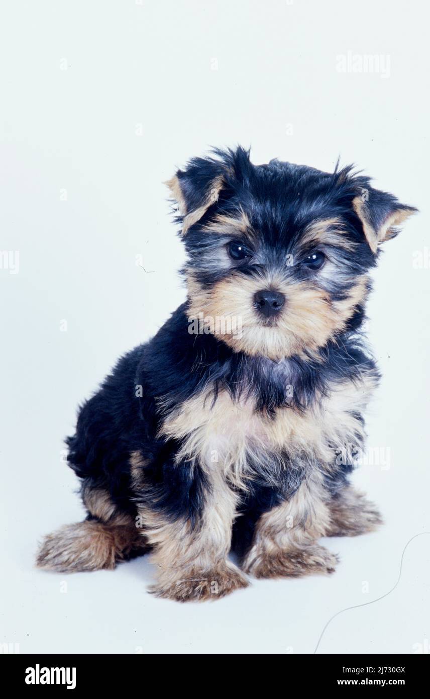Yorkie puppy on white background Stock Photo - Alamy