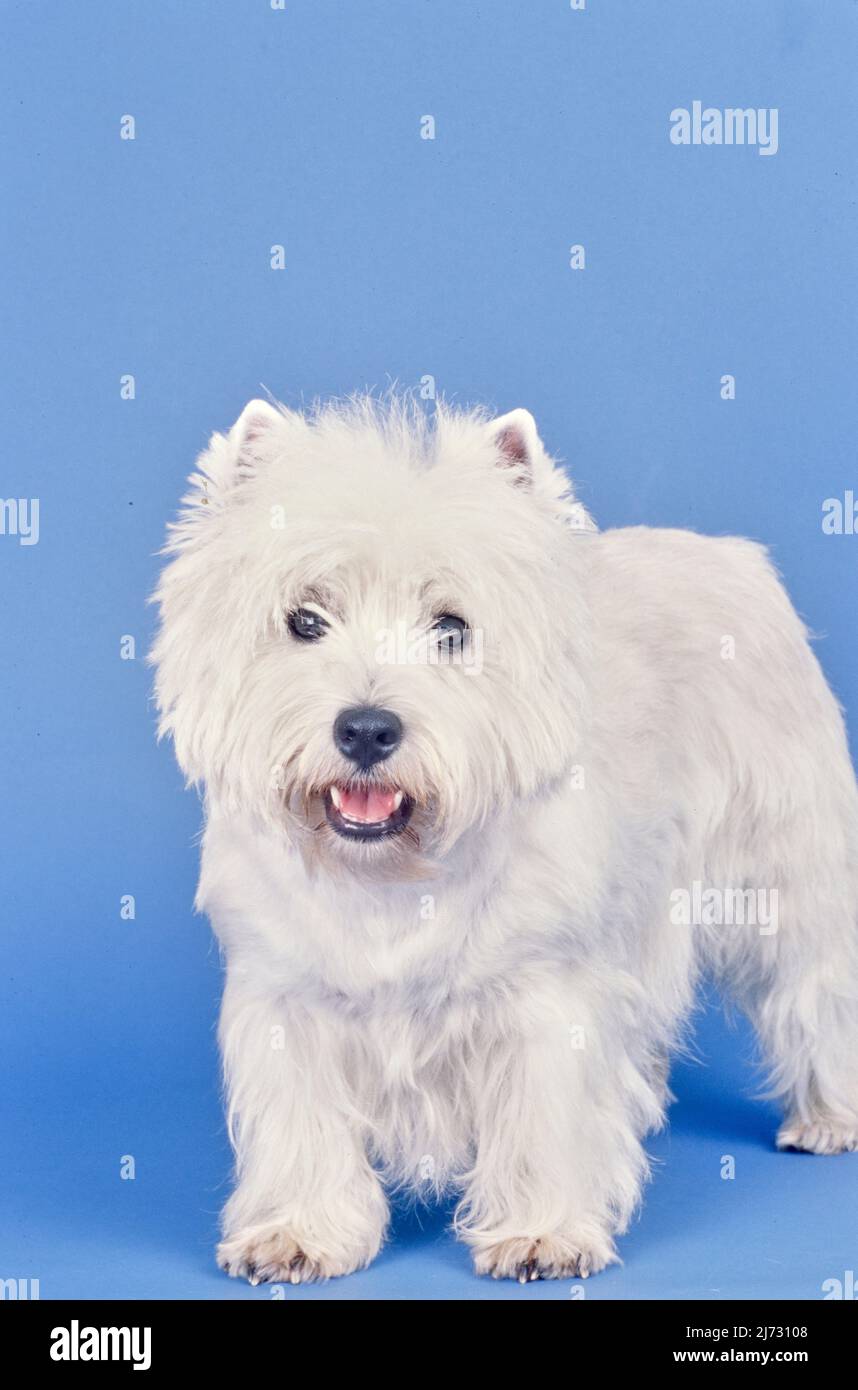 Terrier westie blue background hi-res stock photography and images - Alamy