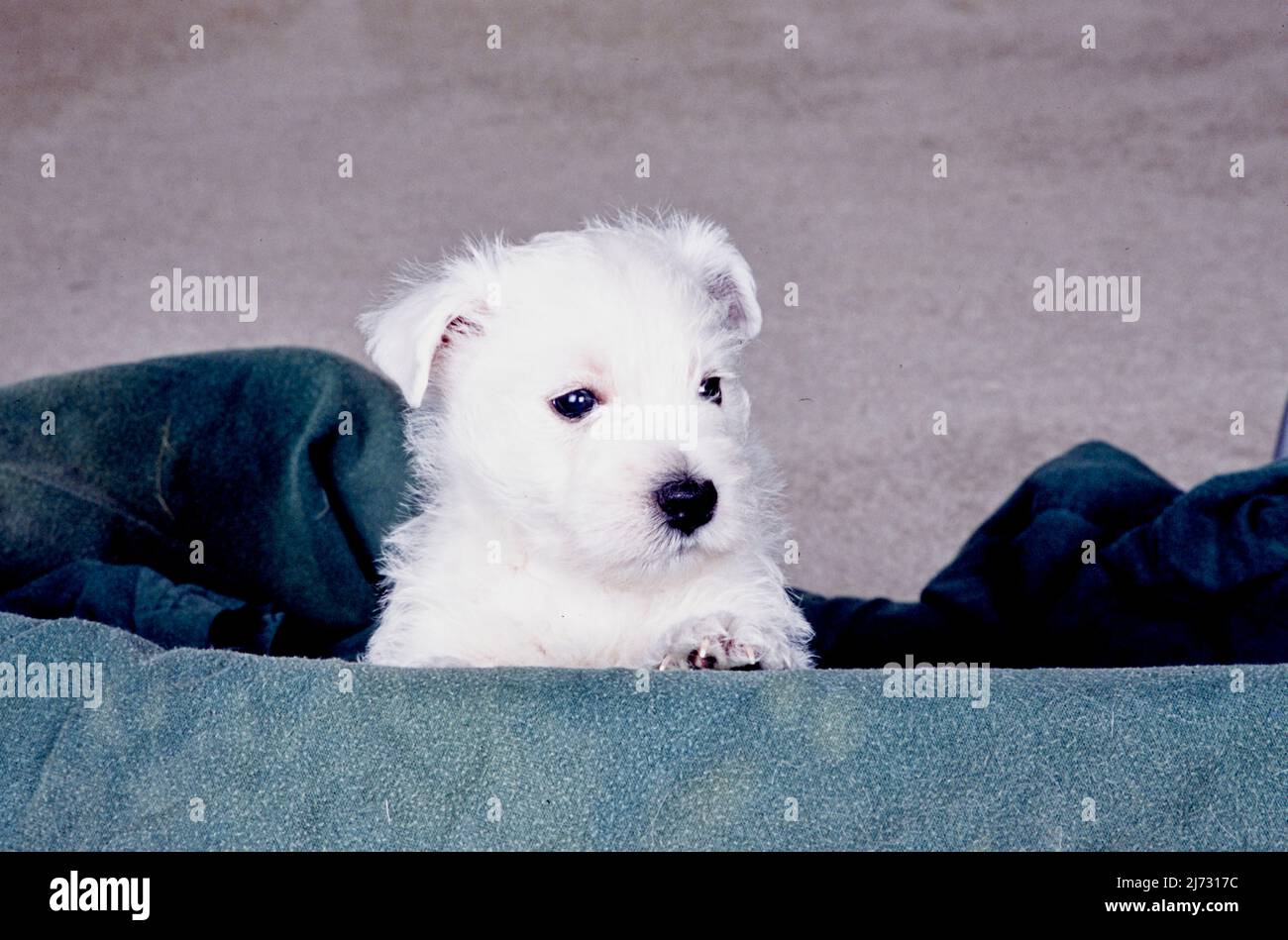 West Highland White Terrier puppy on green blanket Stock Photo - Alamy