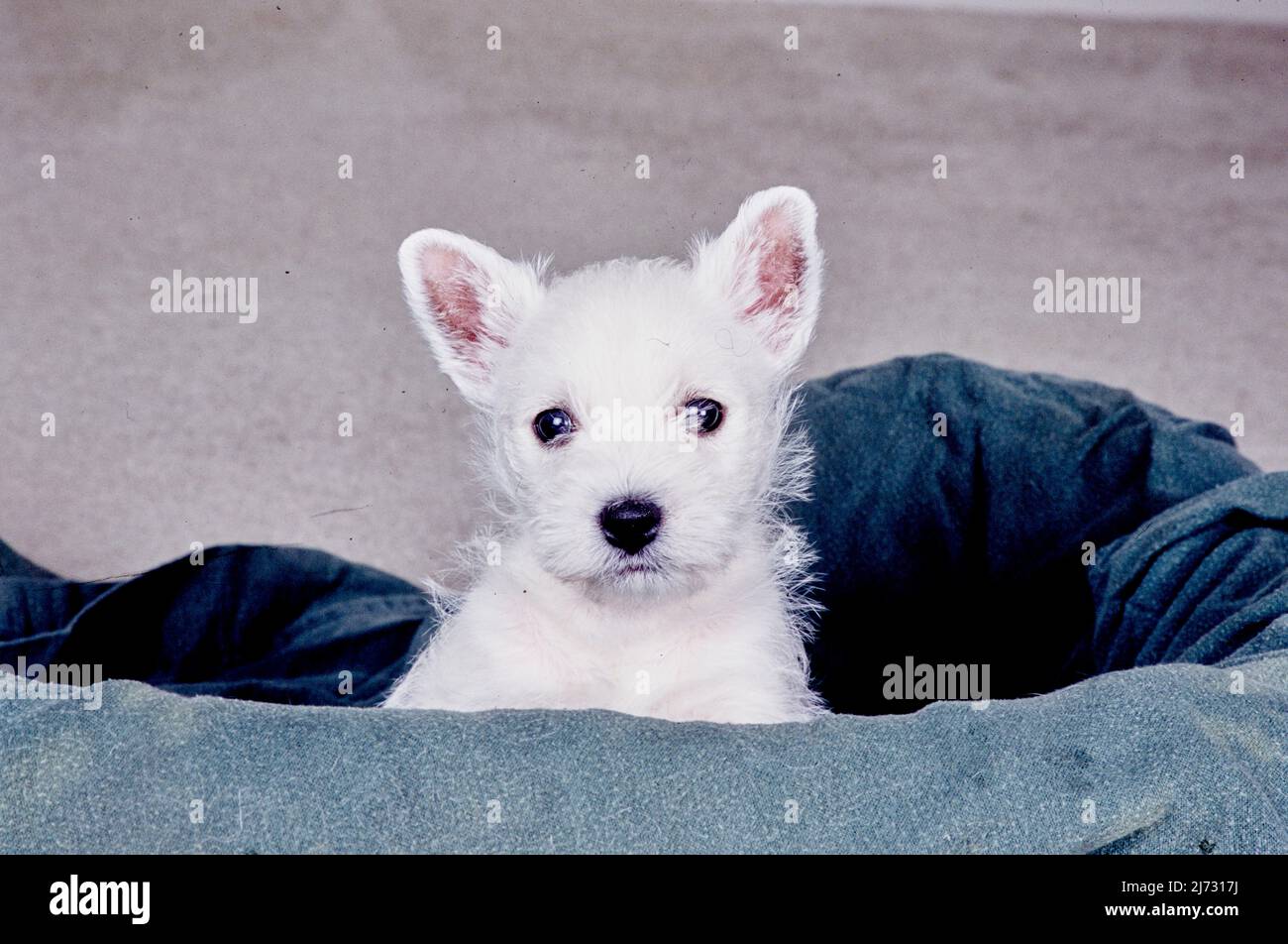 West Highland White Terrier puppy on green blanket Stock Photo - Alamy