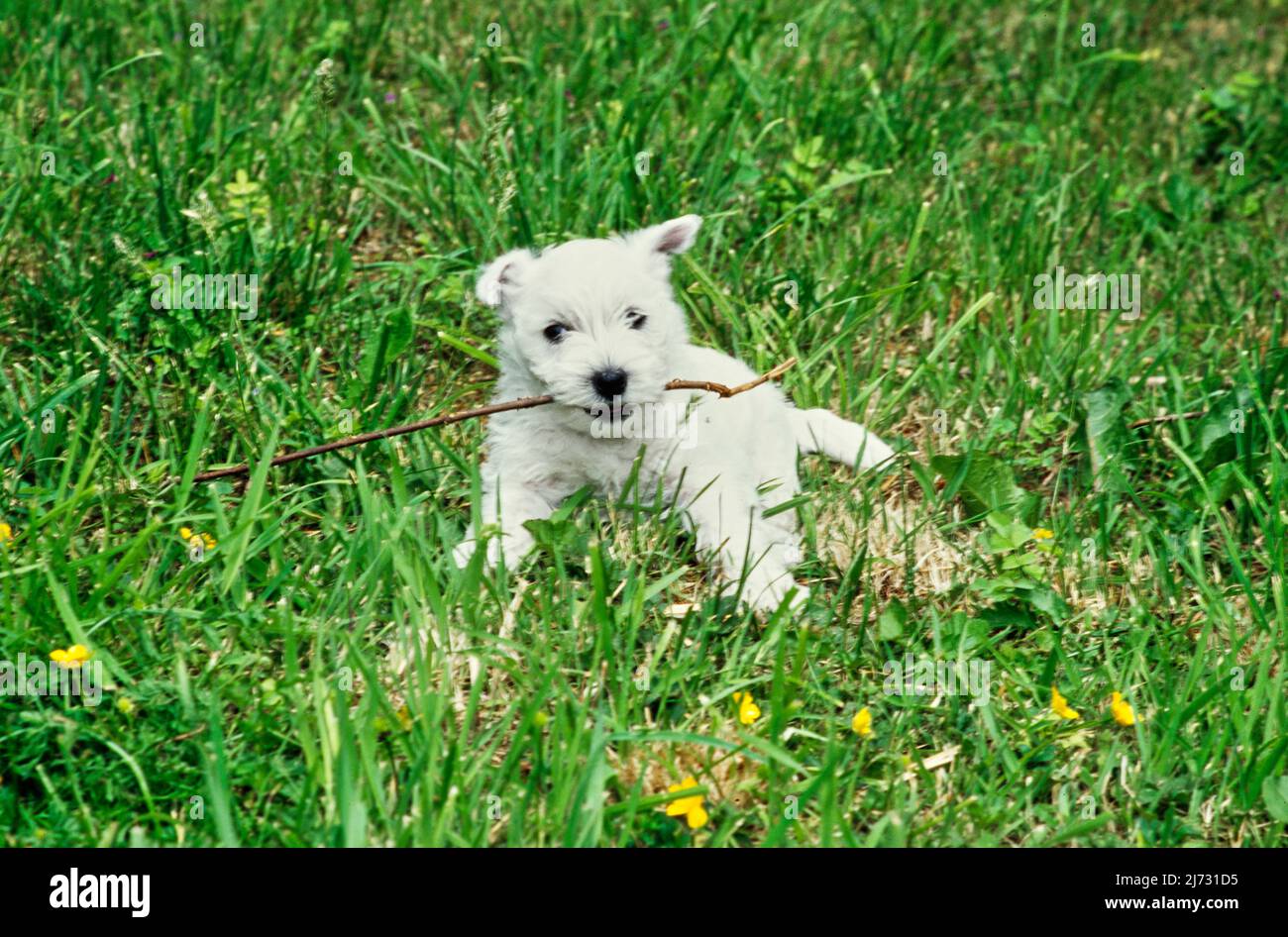 West Highland White Terrier puppy carrying twig in mouth in grass Stock ...