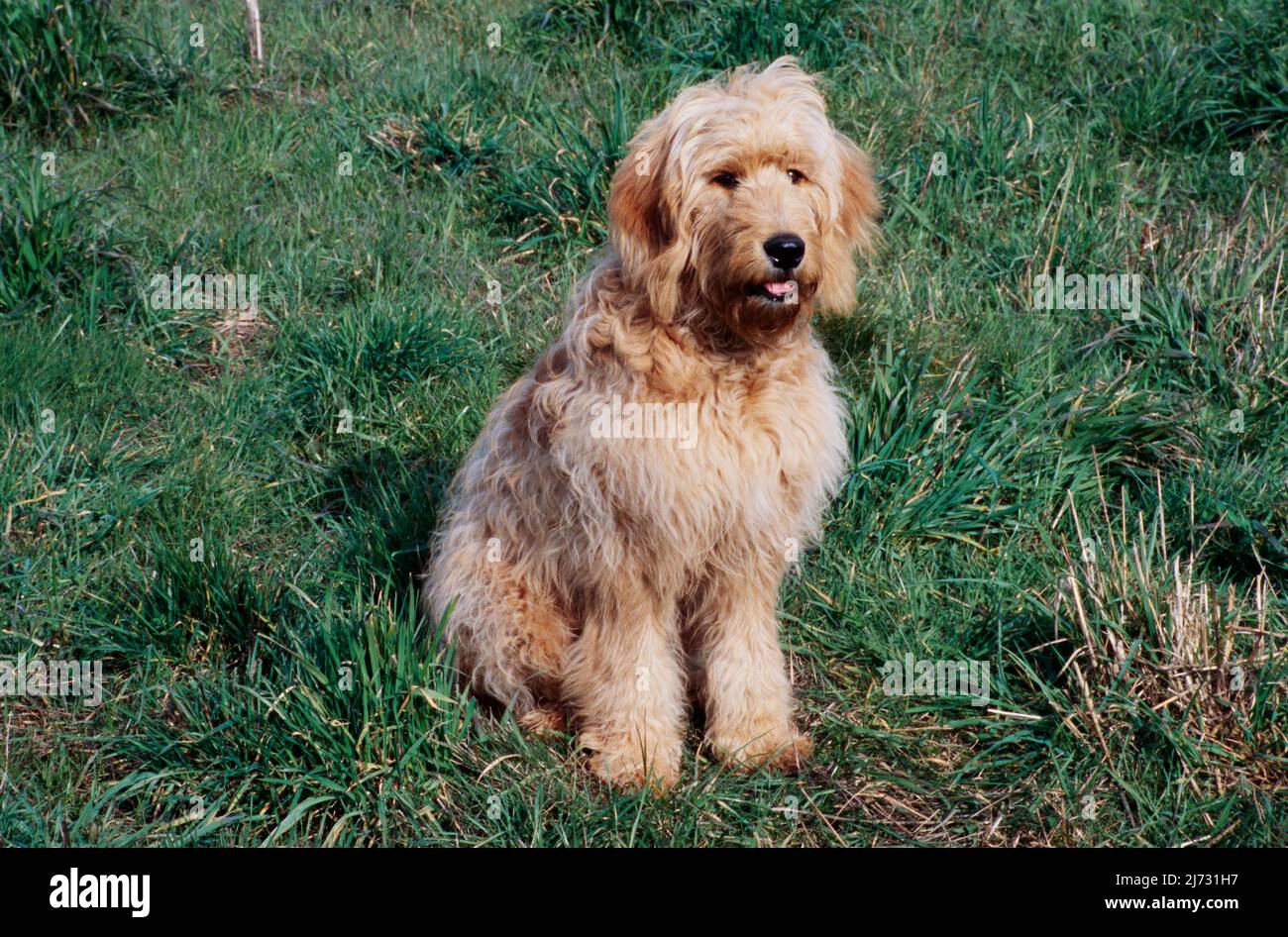 Goldendoodle dogs hi-res stock photography and images - Alamy