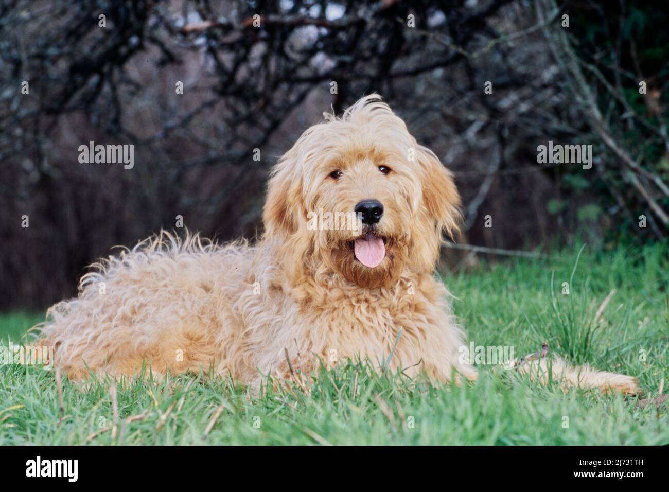 Goldendoodle outside on grass Stock Photo - Alamy