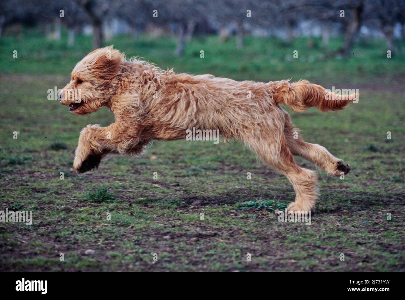 Running goldendoodle hi-res stock photography and images - Alamy