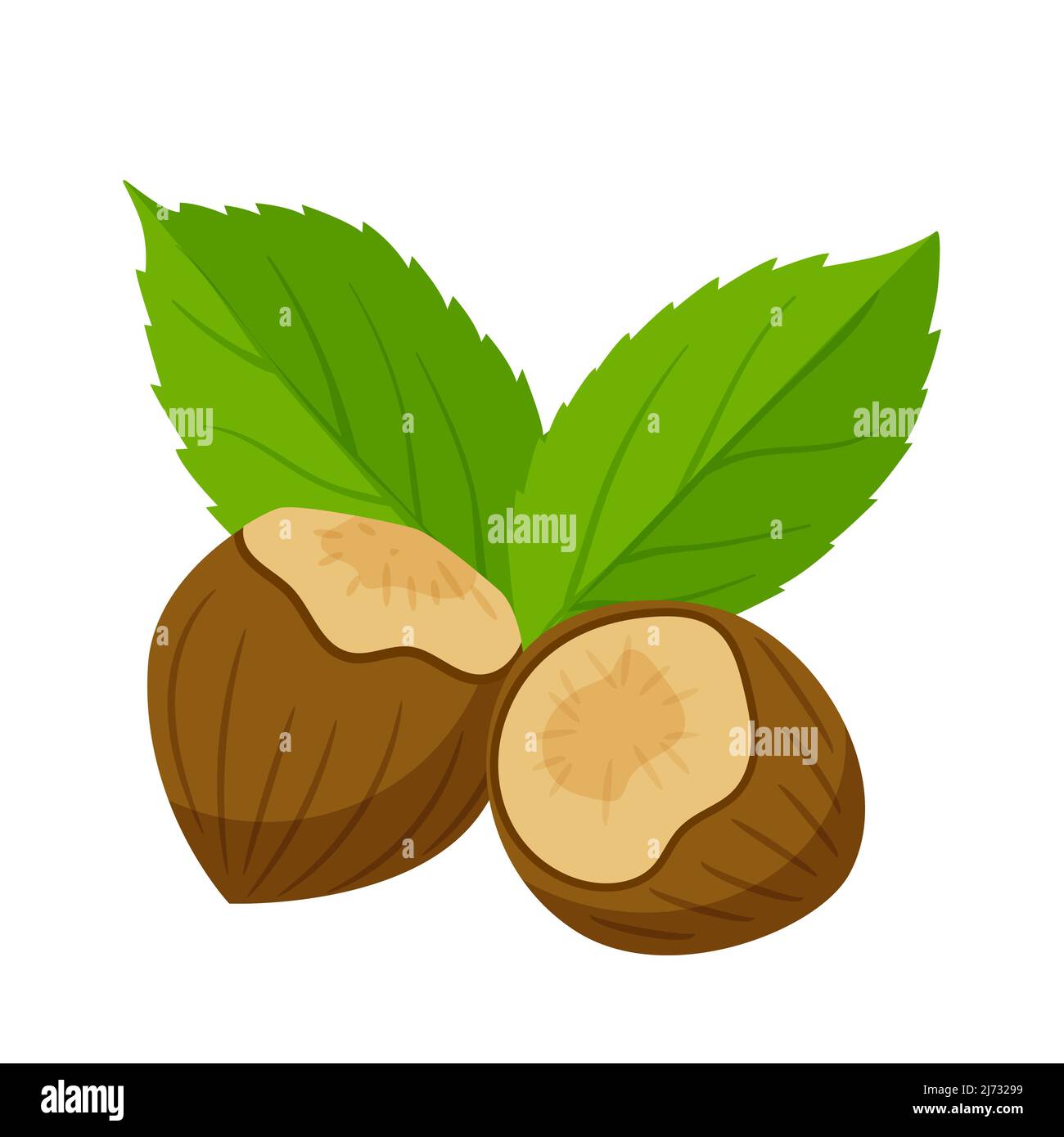 Hazelnuts in a shell with leaves. Healthy food, an ingredient. Flat ...