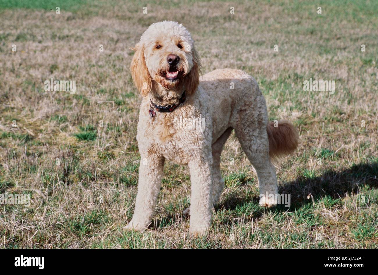 Goldendoodle standing in field Stock Photo - Alamy