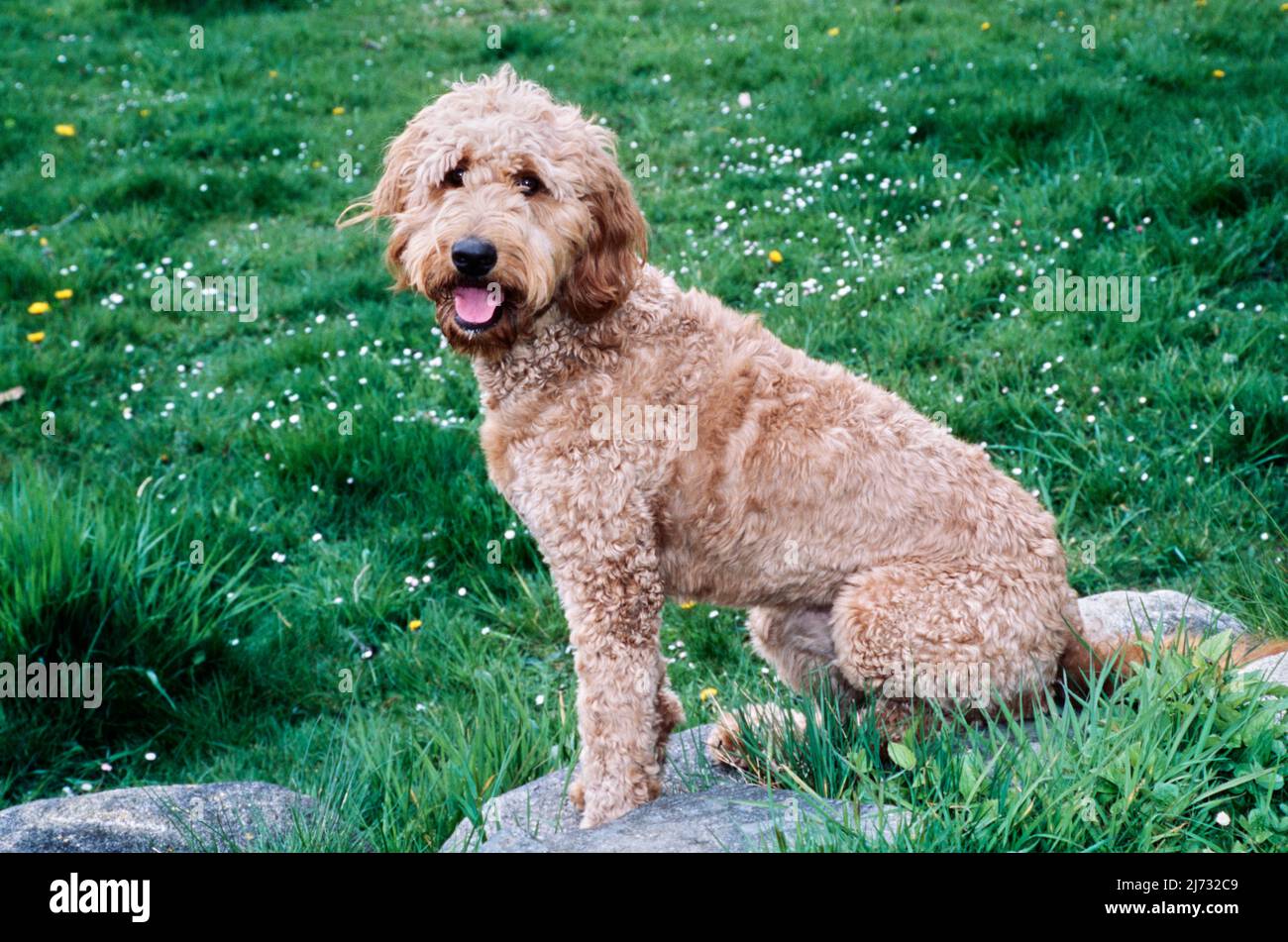 Goldendoodle sitting on grass hi-res stock photography and images - Alamy