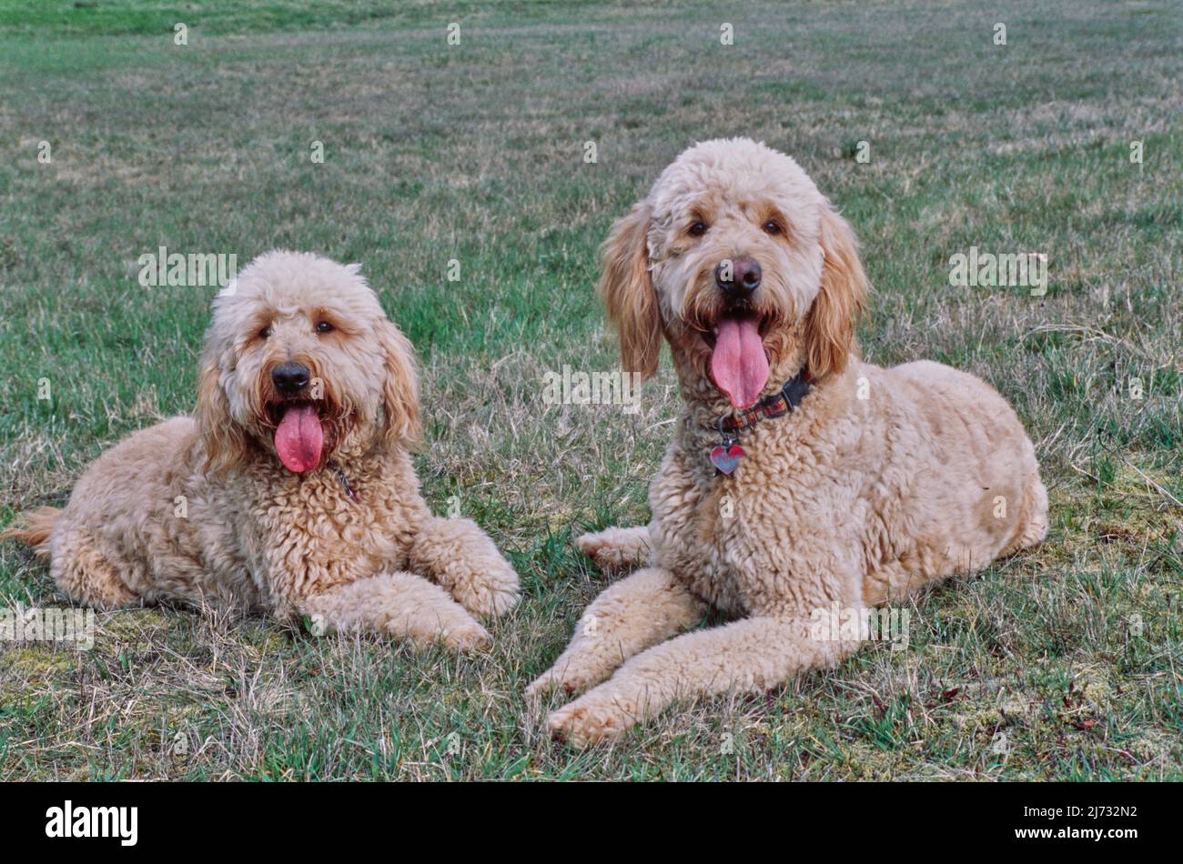 Two goldendoodles laying in field Stock Photo - Alamy