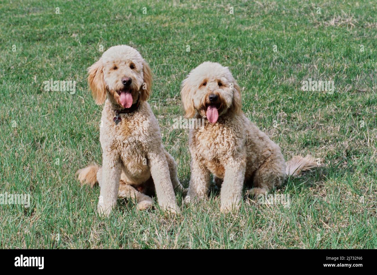Goldendoodles hi-res stock photography and images - Alamy
