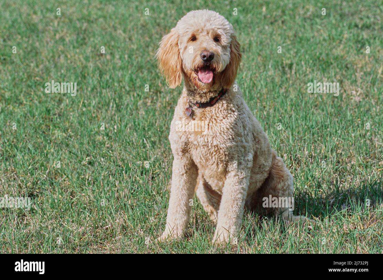 Goldendoodle sitting in field Stock Photo - Alamy