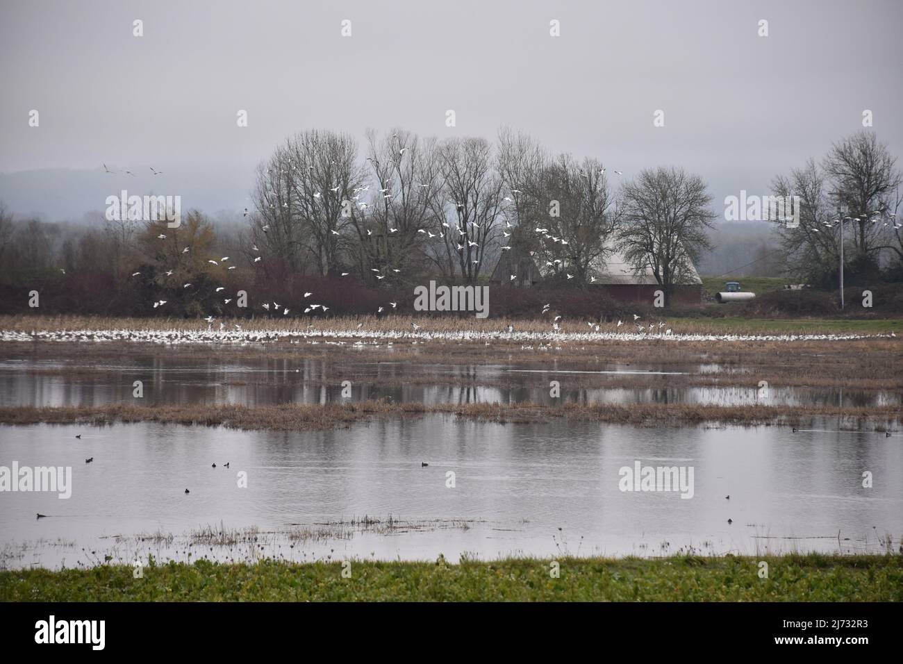 Large numbers of migrating snow geese seen both in the air and on ...