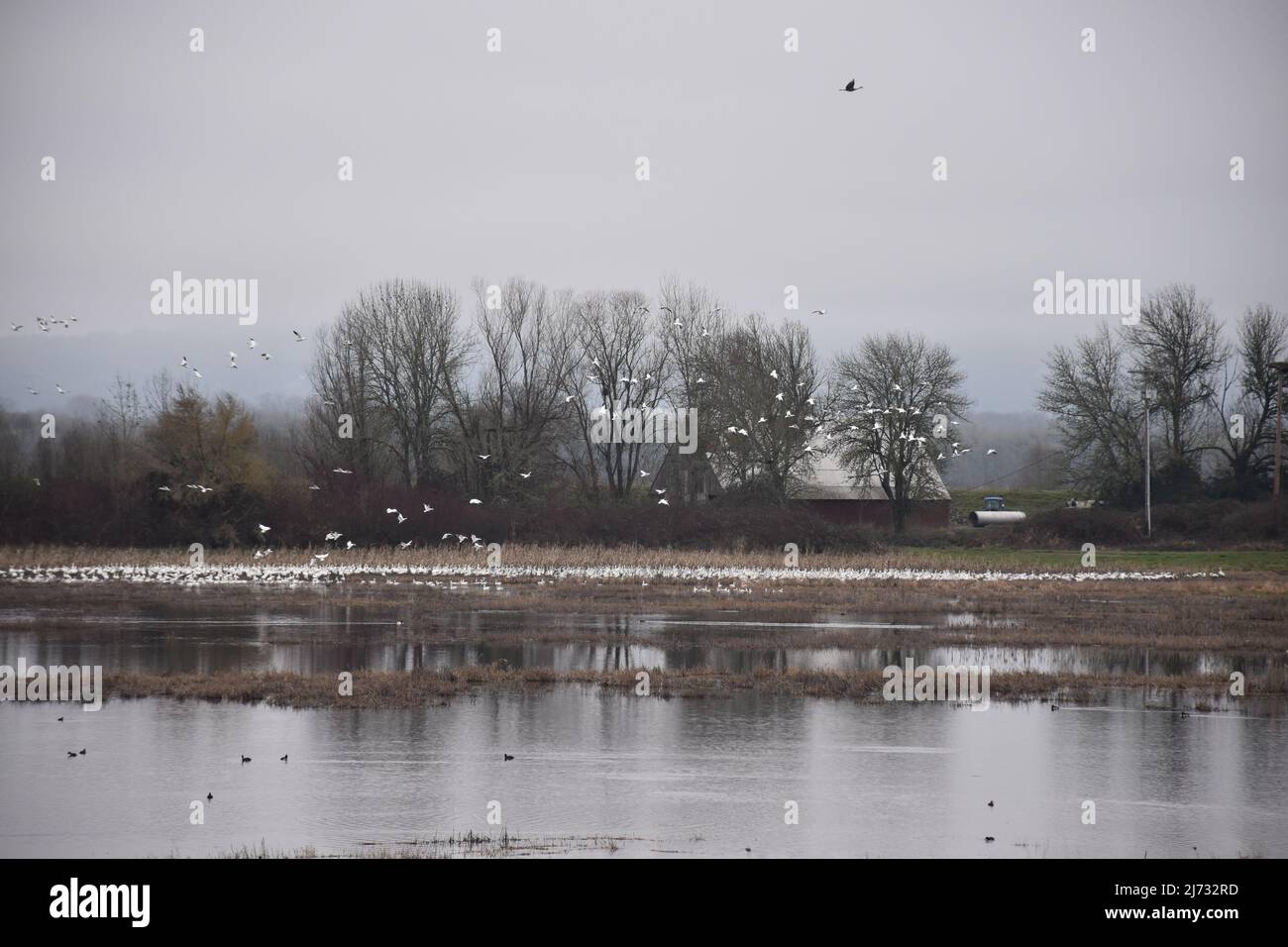 Large numbers of migrating snow geese seen both in the air and on ...