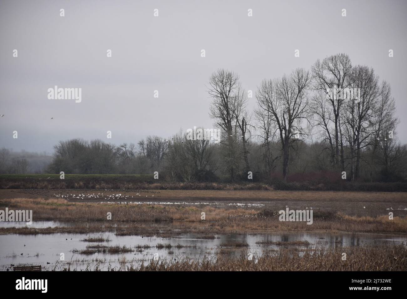 Large numbers of migrating snow geese seen both in the air and on ...